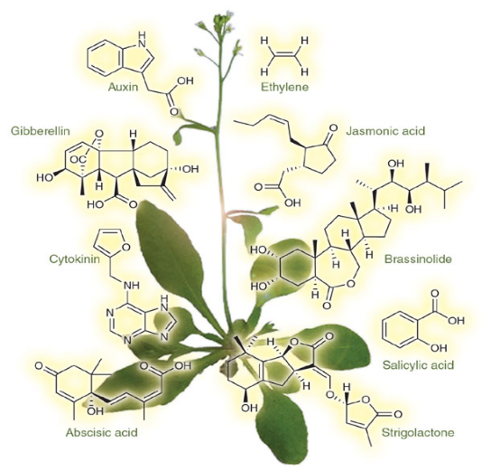 Đặc điểm nào không có ở hoocmôn thực vật? | Trắc nghiệm sinh 11 bài 35