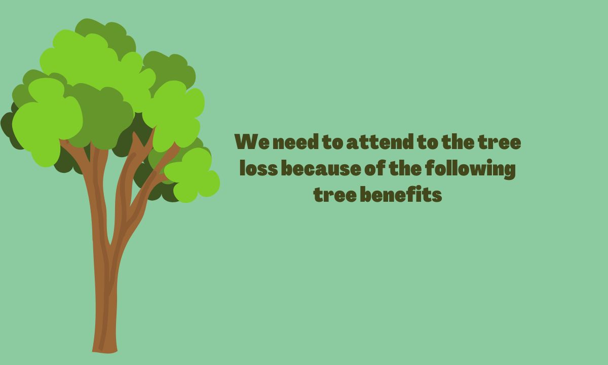 We need to attend to the tree loss because of the following tree benefits