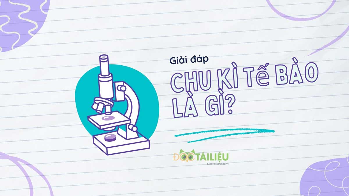Chu kì tế bào là gì? Cơ chế, các giai đoạn và ý nghĩa
